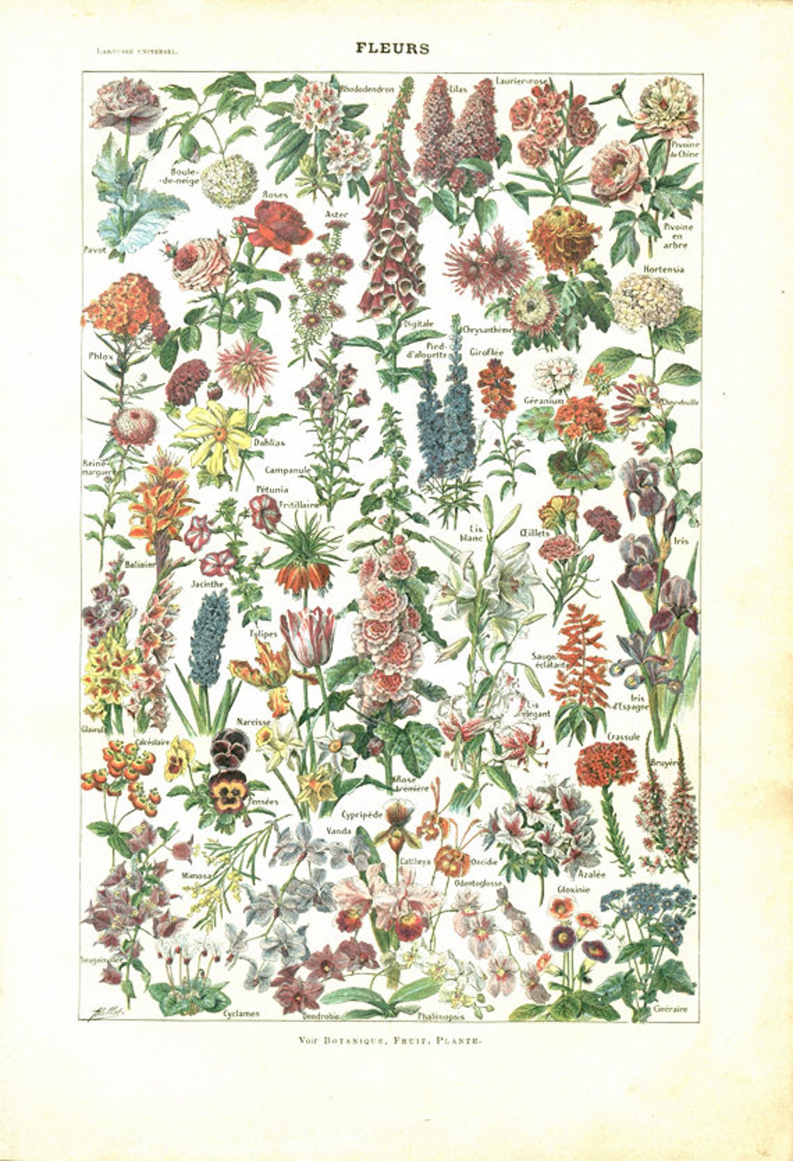 1948 Vintage Botanical Print Flowers Poster Antique Botanical - Etsy