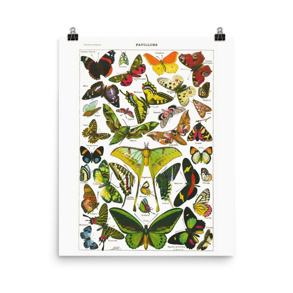 16x20 Large Butterfly Chart Poster. Butterflies & Moths - Etsy