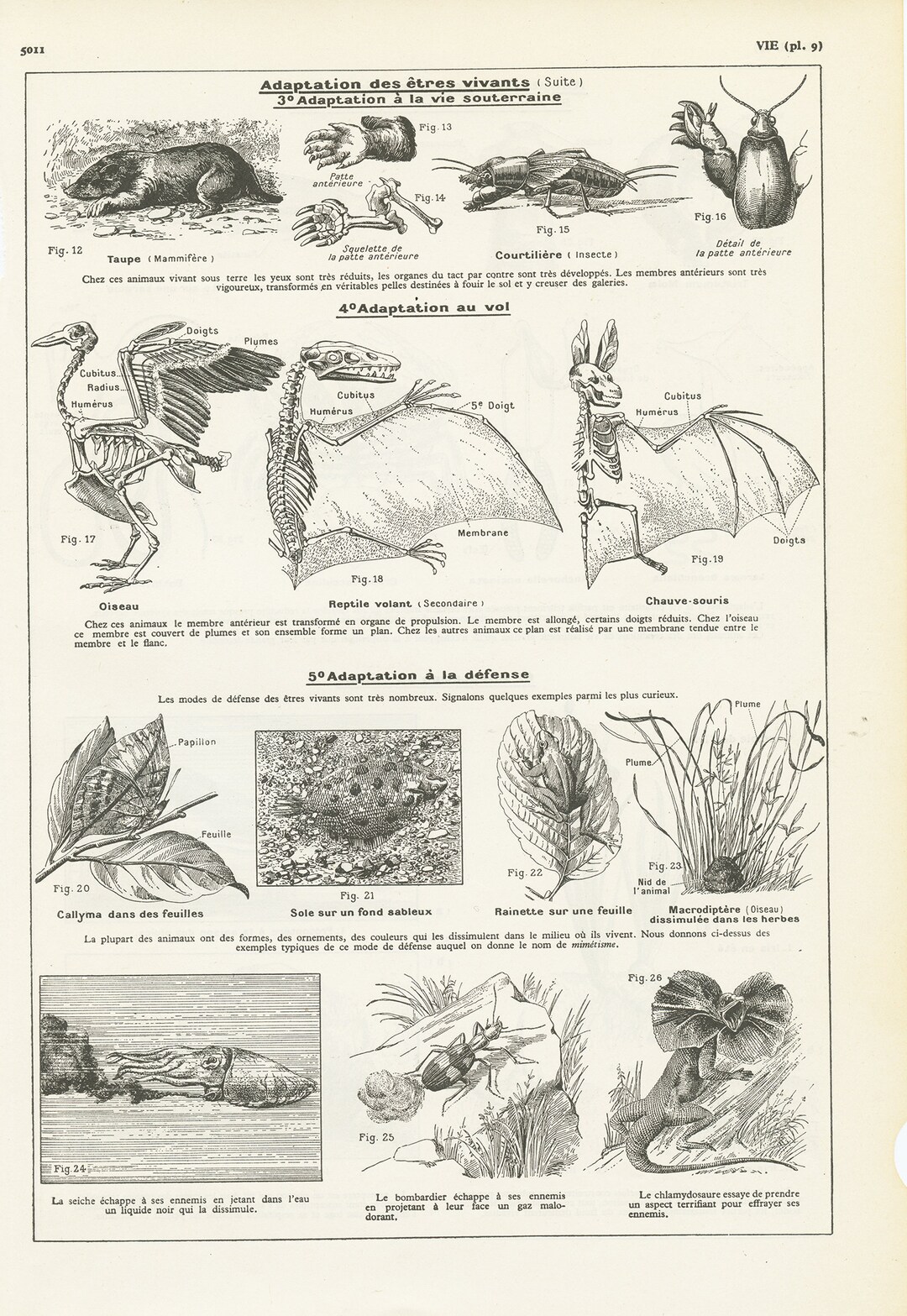 1938 Antique Evolution Biology Print for Vintage Science Poster ...