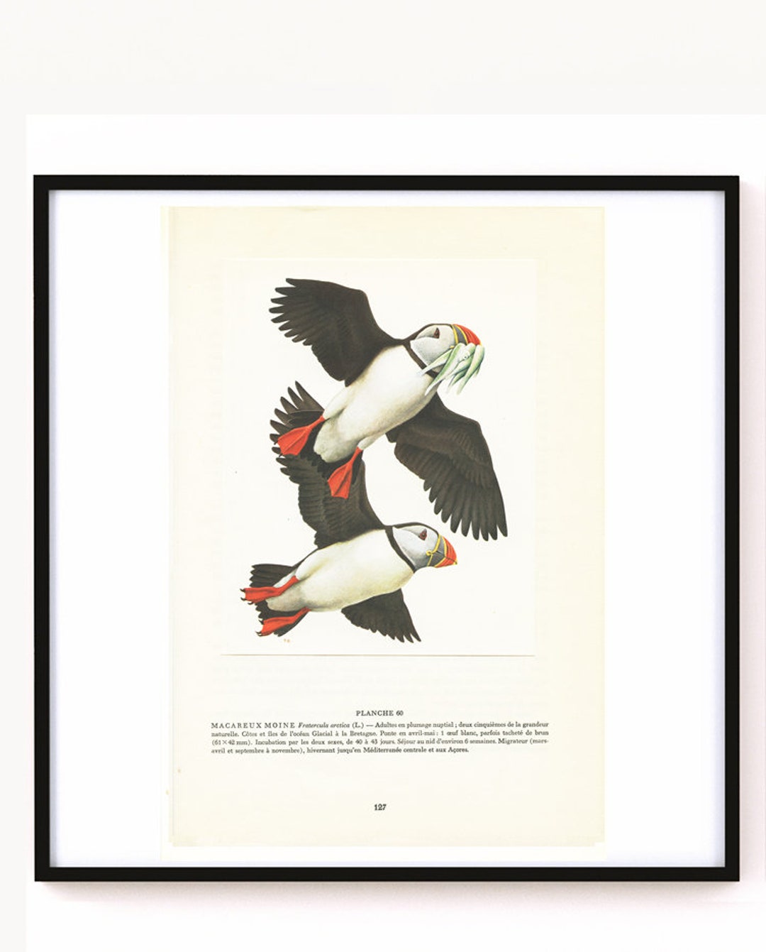 Atlantic Puffin Birds Print, 1962 Puffin Print, French Vintage Coastal ...