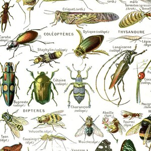 Insect Poster 1948 Vintage Arthropodes Print Vintage French Antique ...