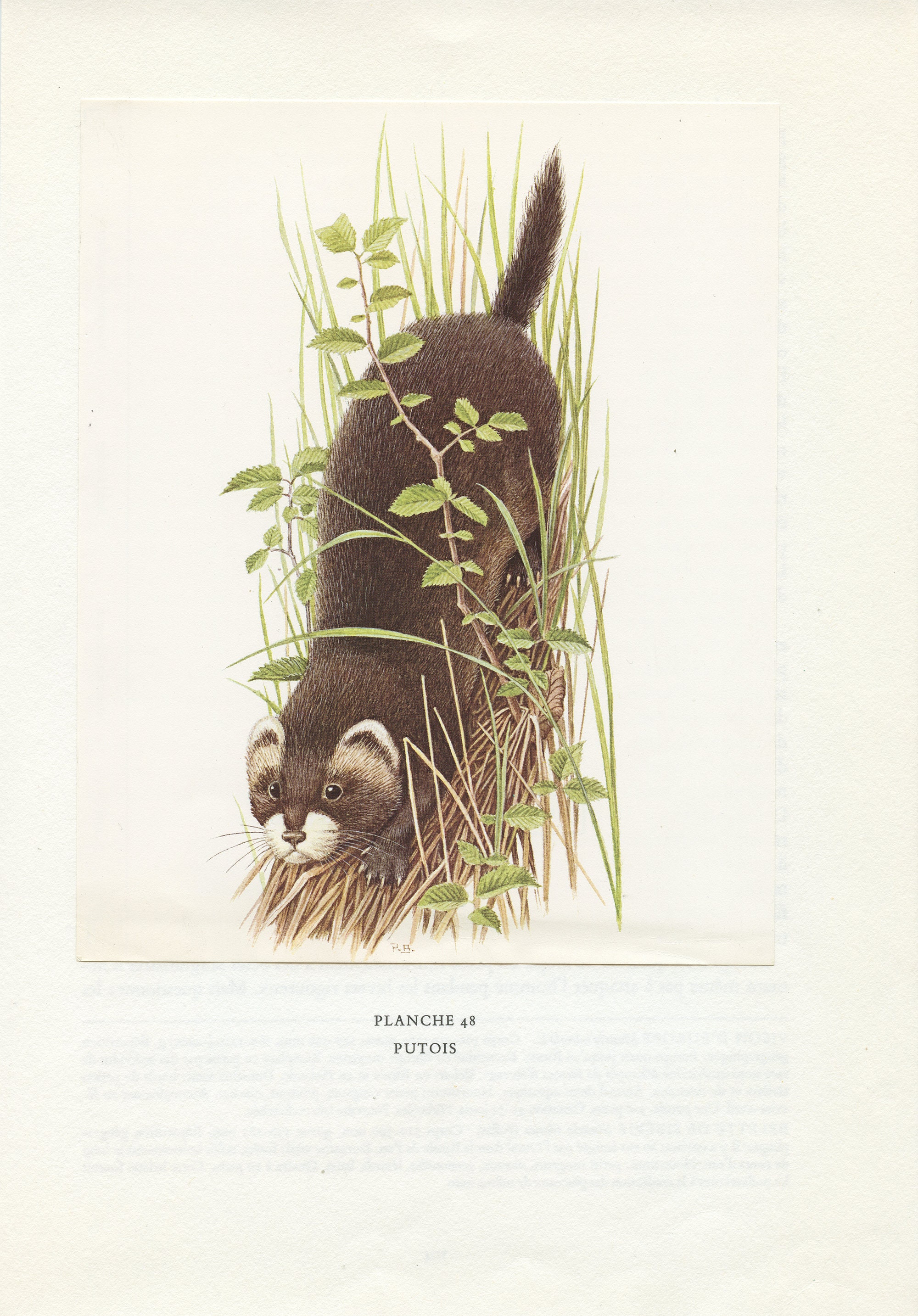 European Polecat Print From 1970. Vintage Rodent Furry Animal - Etsy