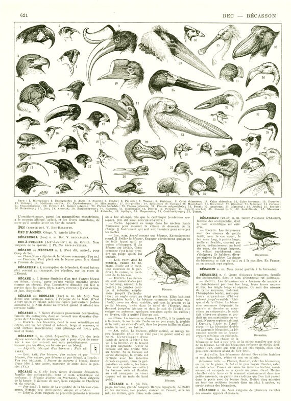 Bird beaks poster from 1936 vintage bird print Antique bird | Etsy