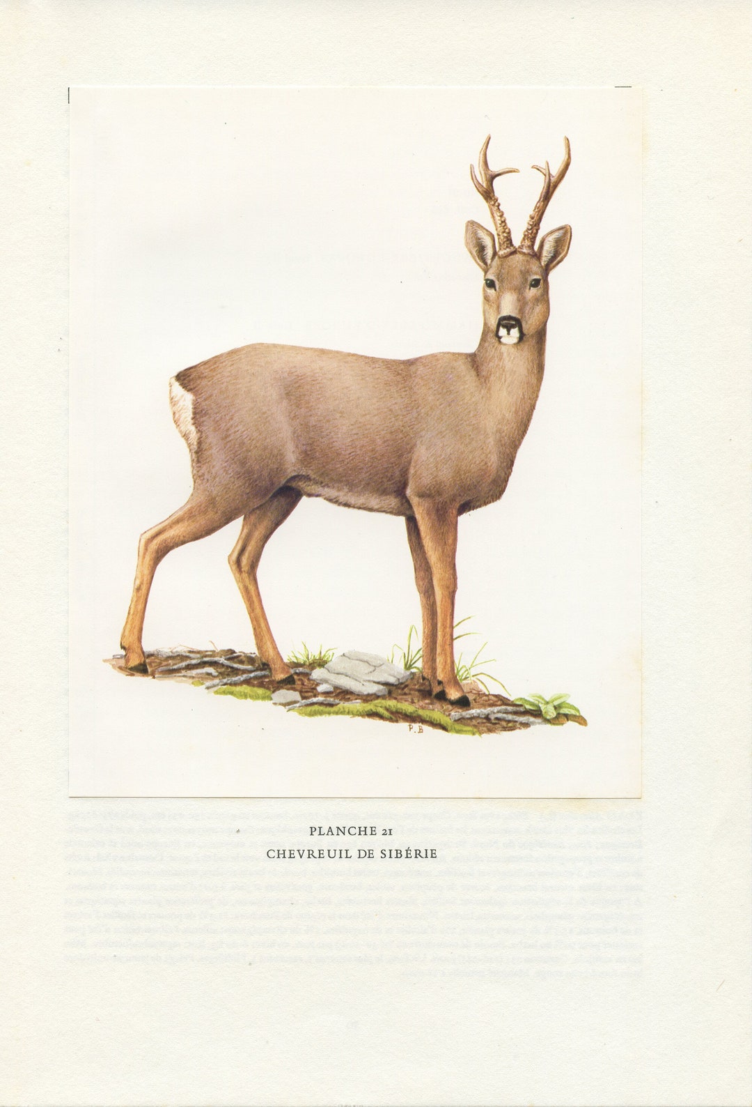 1970 Siberian Roe Deer Poster Vintage Forest Animal Art. Eastern Roe ...