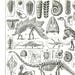 12x18" or A3 Large Digital Download Paleontology Poster, 1948 Vintage ...