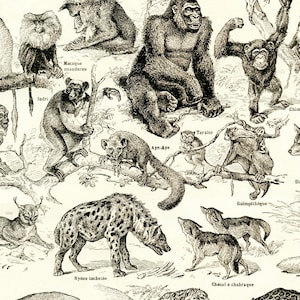 1948 Vintage Animal Art French Wall Art Wildlife Art Antique Mammals ...