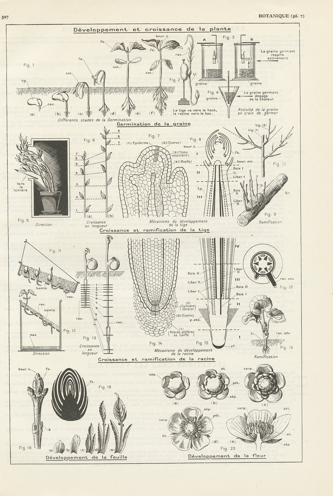 Botanical Plants Poster From 1938. Vintage Botanical Art Natural ...