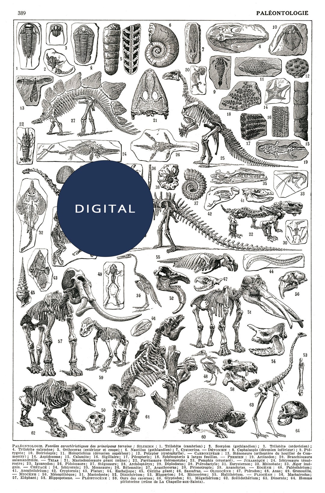 Extra Large Digital Download Paleontology Poster Made From Vintage ...