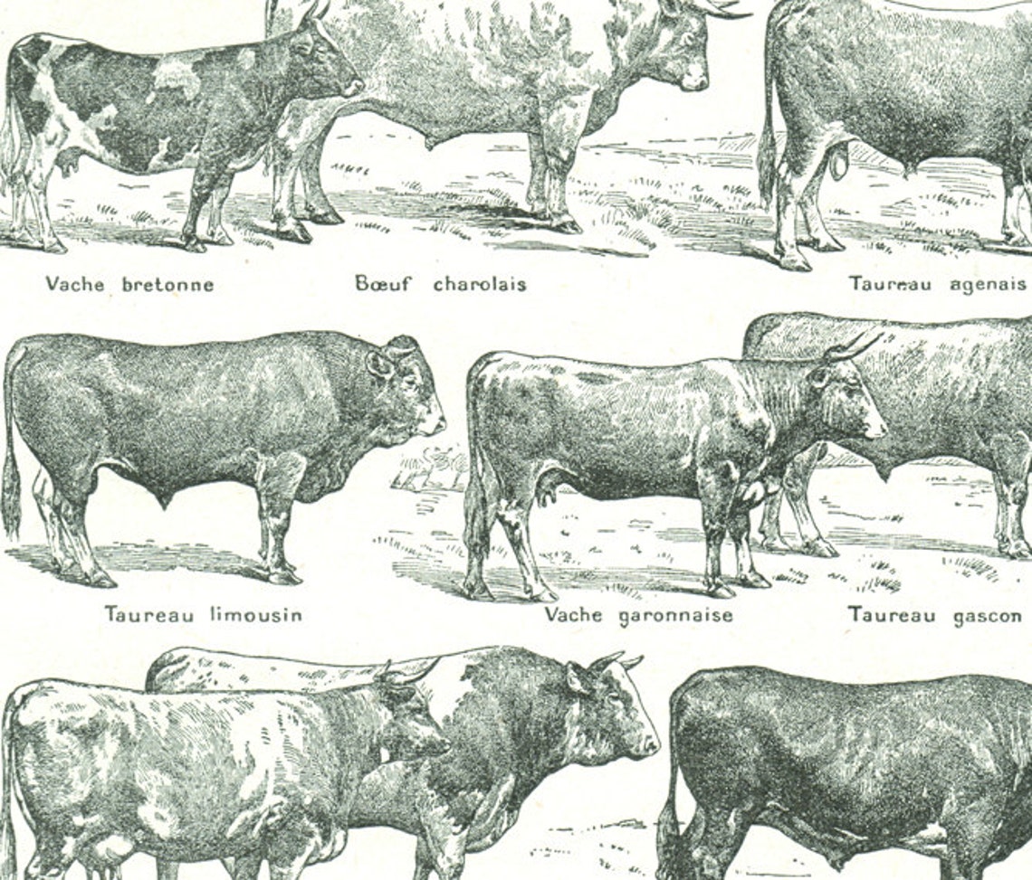 Cow Print 1948 Vintage Cow Poster Farmer Gift Farm Animals - Etsy