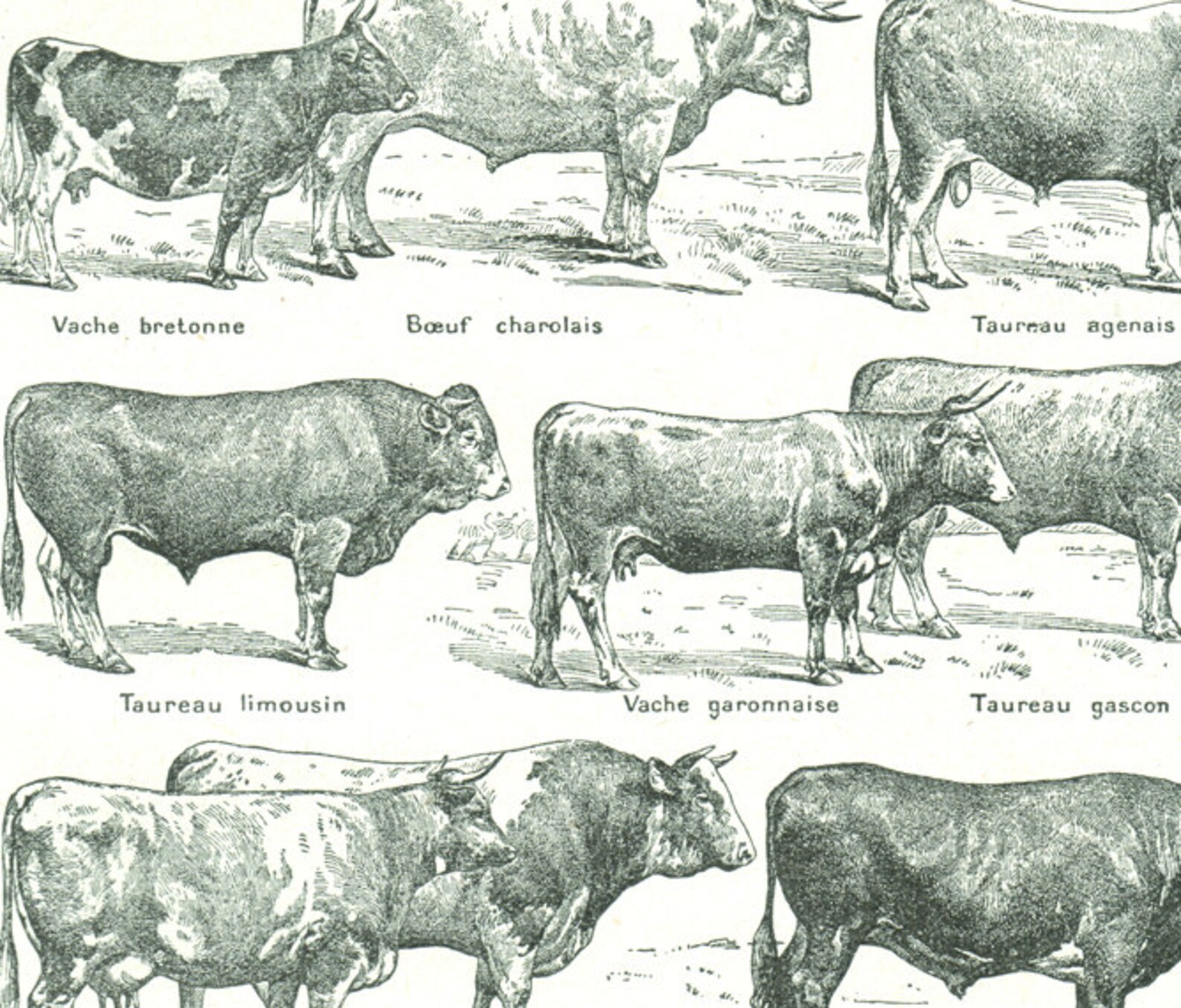 Cow Print 1948 Vintage Cow Poster Farmer Gift Farm Animals Poster ...