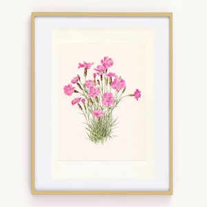 1972 Vintage Garden Pink Dianthus Plumarius Botanical Print. Botanical ...