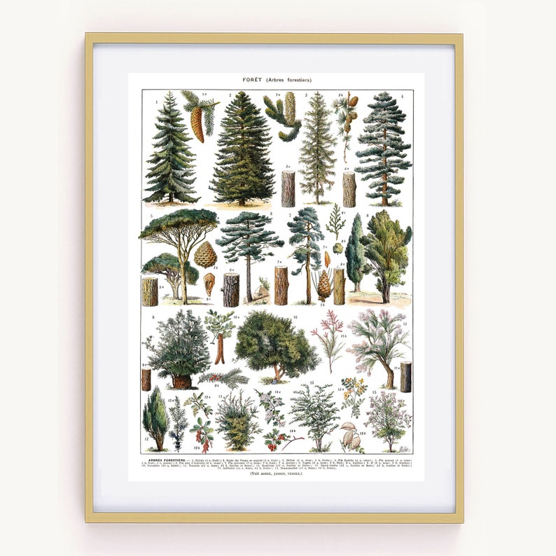 Large Pine Trees Poster in Cm. Vintage Giclee Print - Etsy