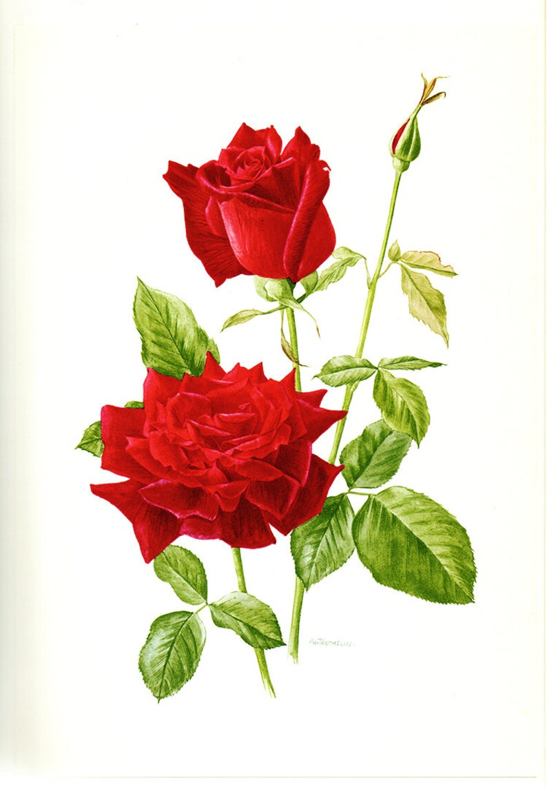 Red Rose Botanical Art 1962 Vintage Red Roses Art Vintage - Etsy