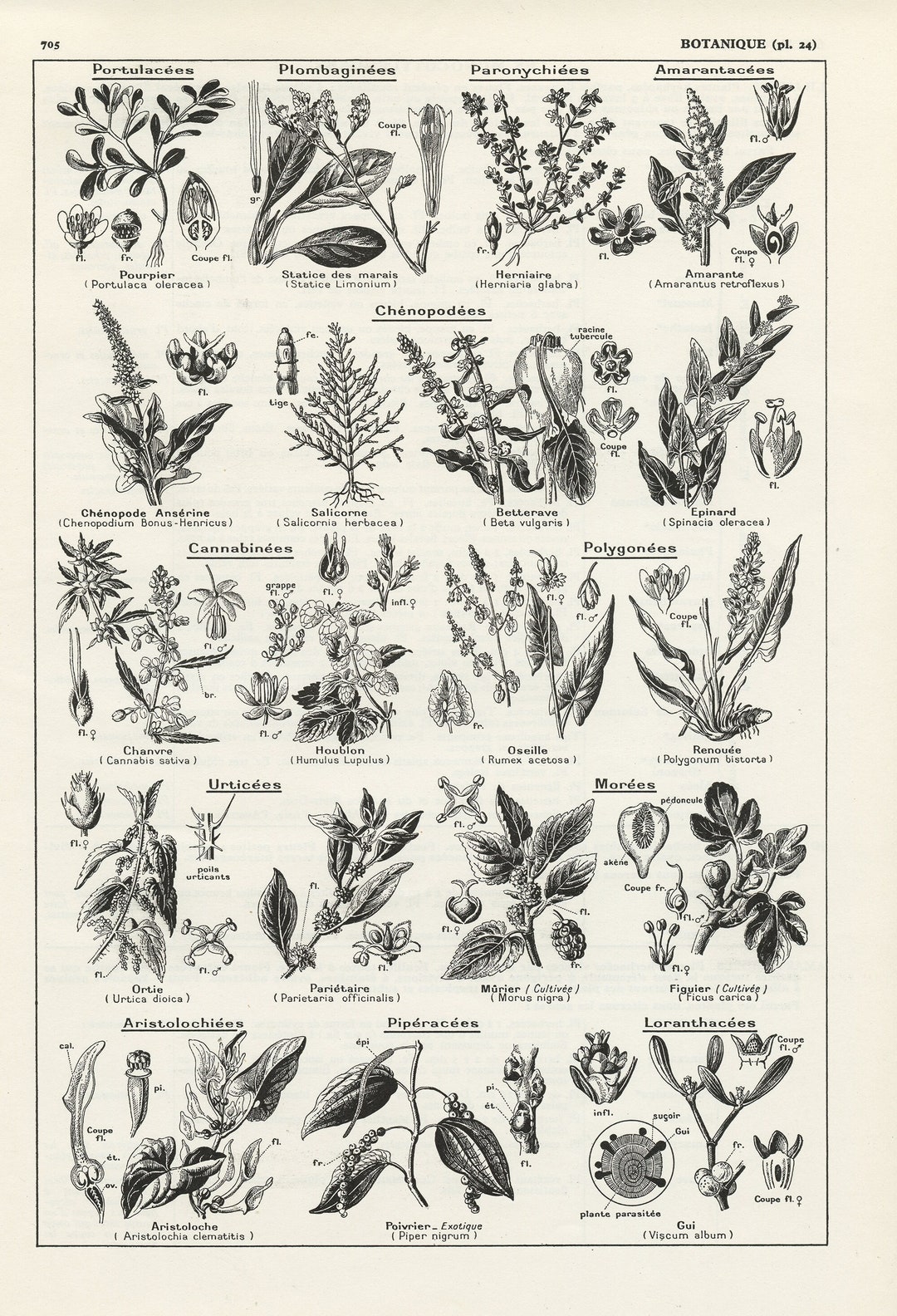 1938 Scientific Botanical Plants Poster. Antique Cannabis Hops ...