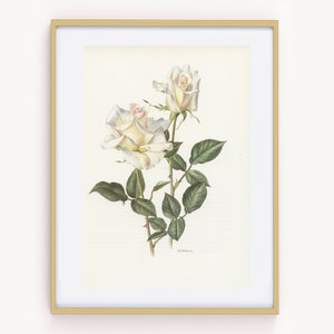 1985 White Success Rose Botanical Print for Vintage Cottagecore Floral ...