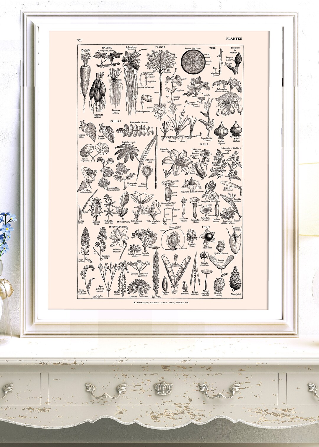 Large Botany Plants Poster Giclee Reprint. Botanical Poster. Natural ...