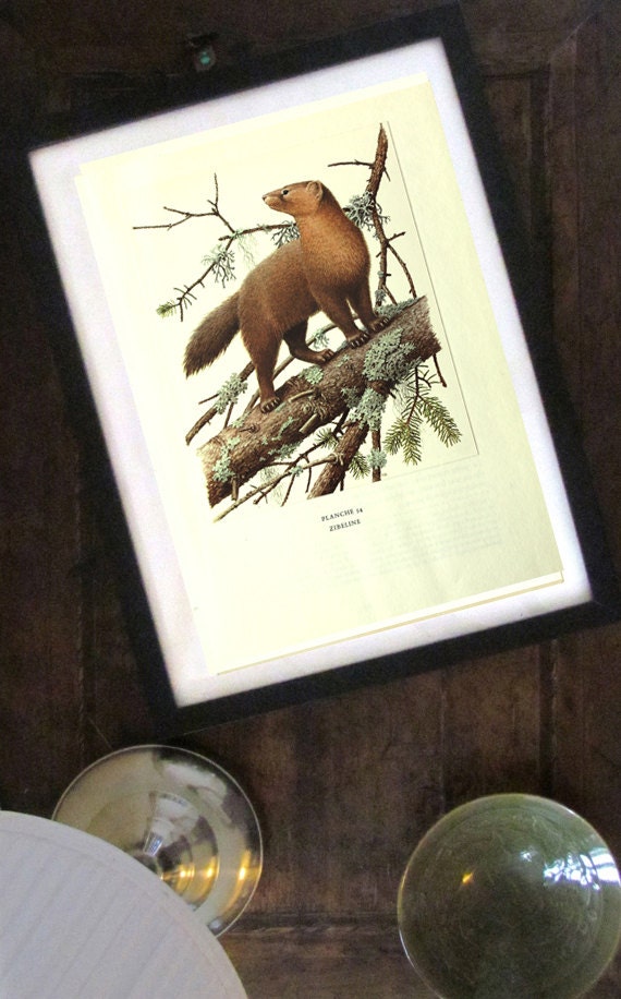 Small Sable Poster From 1970. Vintage Woodland Animal Print - Etsy