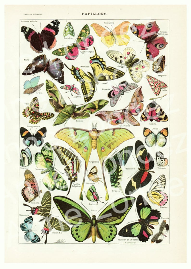 Printable Butterfly Chart Butterflies Natural History Decor - Etsy