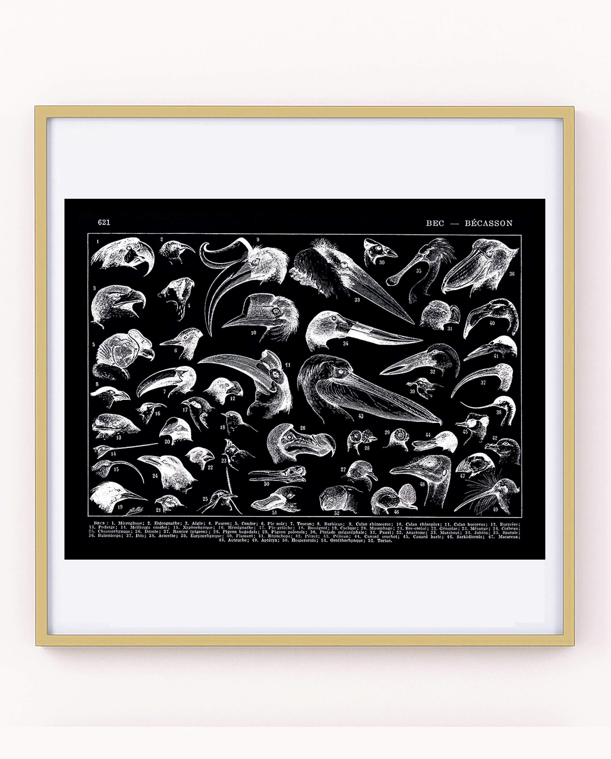 8x10 Semi Glossy Black Bird Beaks Poster Reprint on | Etsy