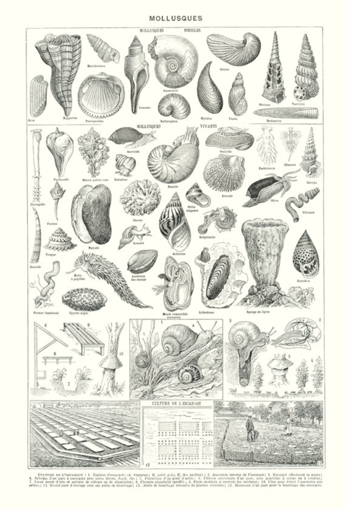 Seashell Poster 1948 Vintage Sea Shell Art Molluscs | Etsy