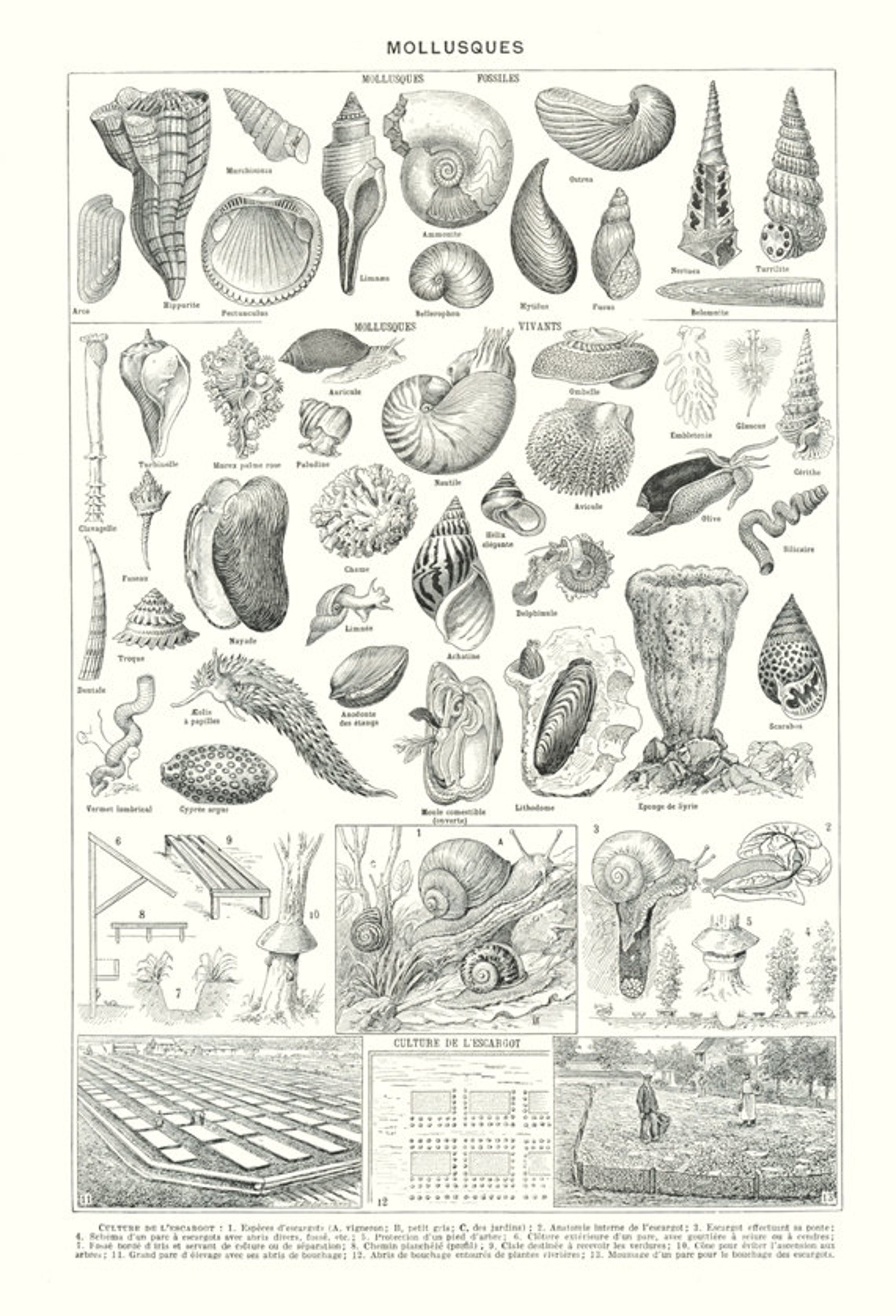 Seashell Poster 1948 Vintage Sea Shell Art Molluscs | Etsy