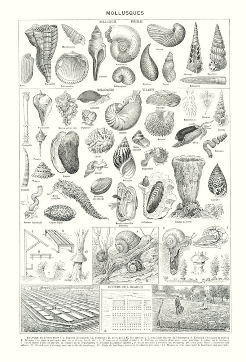 Seashell Poster 1948 Vintage Sea Shell Art Molluscs | Etsy