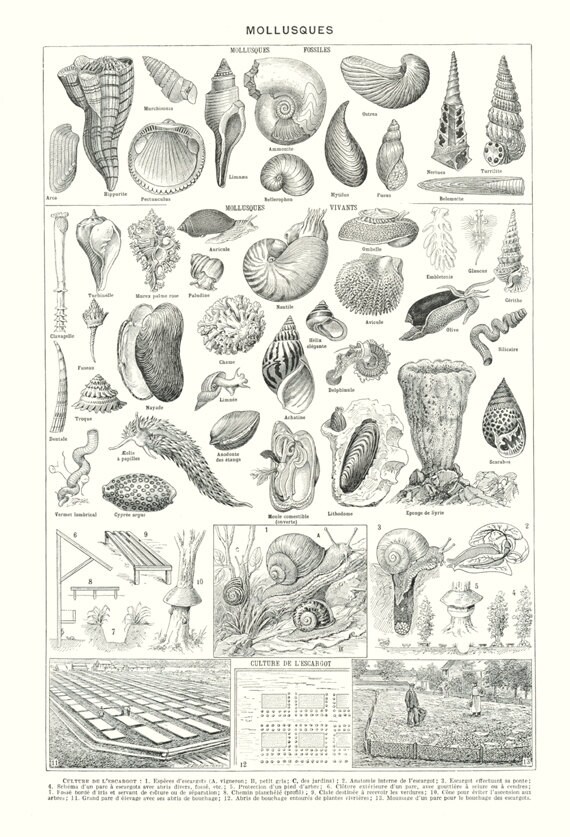 Seashell Poster 1948 Vintage Sea Shell Art Molluscs | Etsy