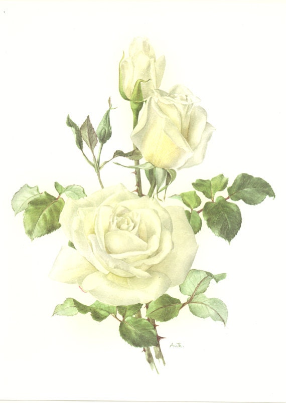 19622 Vintage Virgo White Rose Botanical Art Print. Small Poster. Tea ...