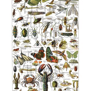 LETTER Format Arthropods Insect Printable Wall Art Print. Vintage Bug ...