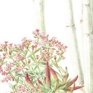 1958 Vintage Succulent Poster Crassula Schmidtii Succulent Print ...