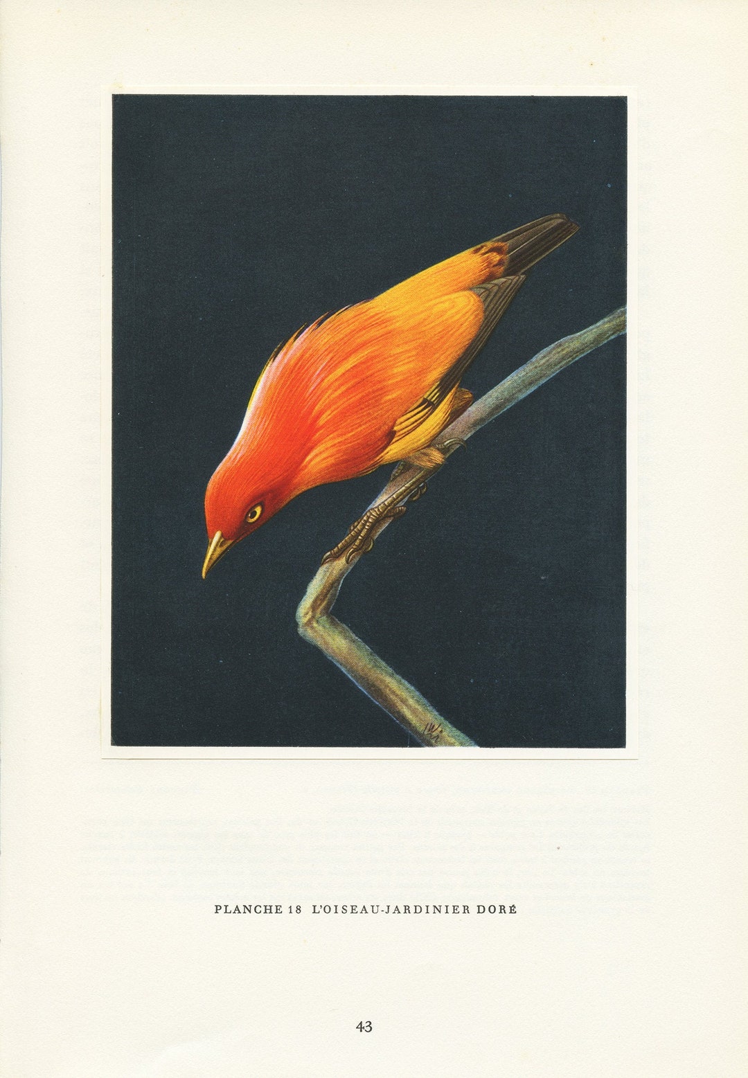Flame Bowerbird Bird Print From 1961 for Vintage Tropical Wall Art ...
