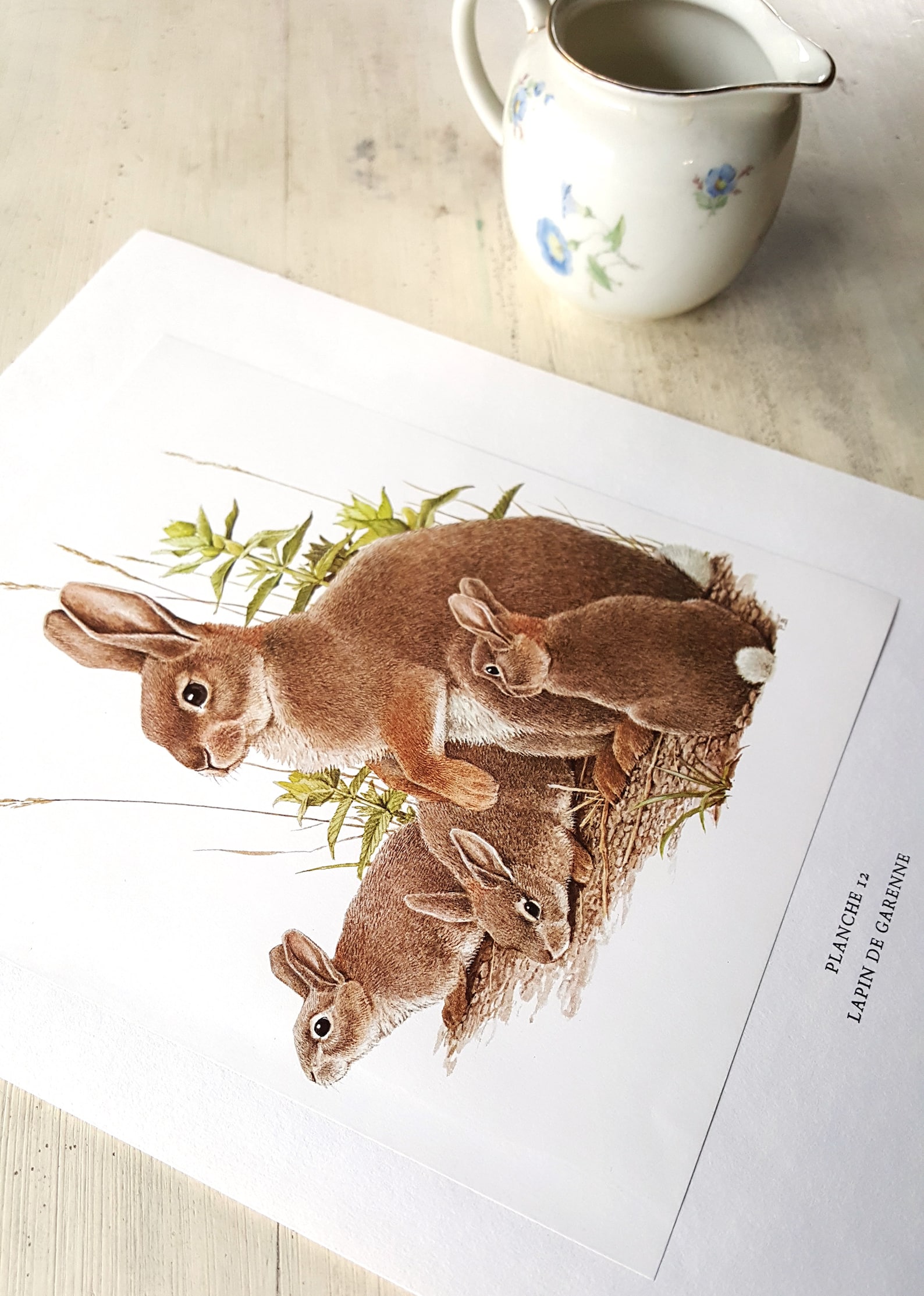 Vintage Rabbit Art 1970 Vintage Animal Art Rabbit Print - Etsy