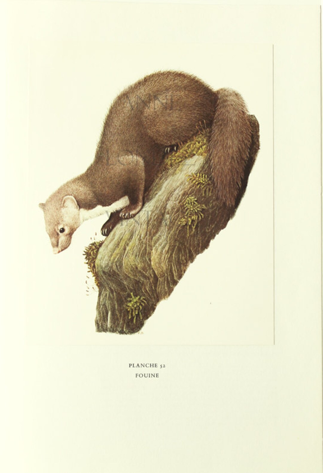 1970 Vintage Weasel Print. Small Vintage Rodent Poster. Animal Wall Art ...