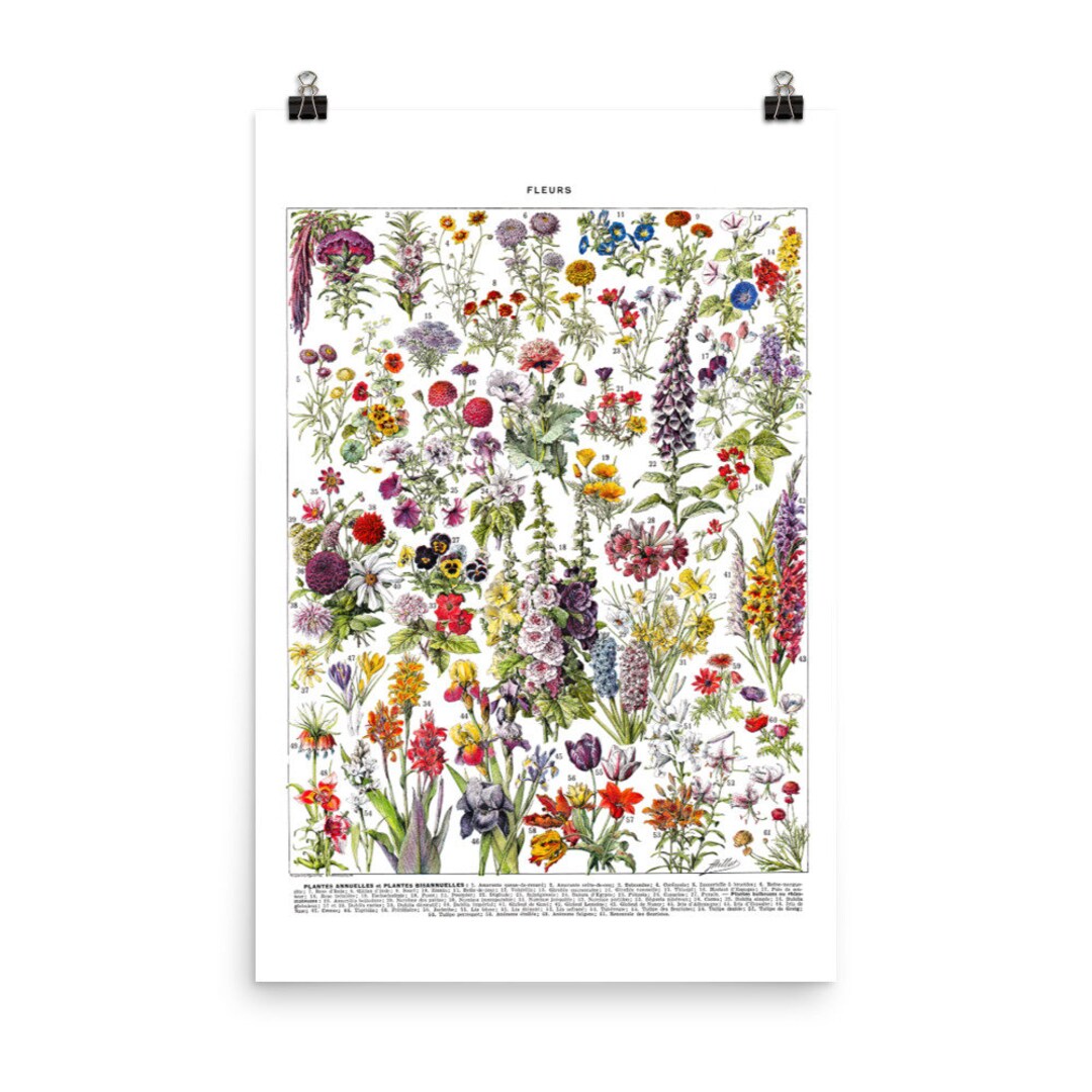 24x36" Large Botanical Poster of Flowers. Vintage Annual Flowers Print ...