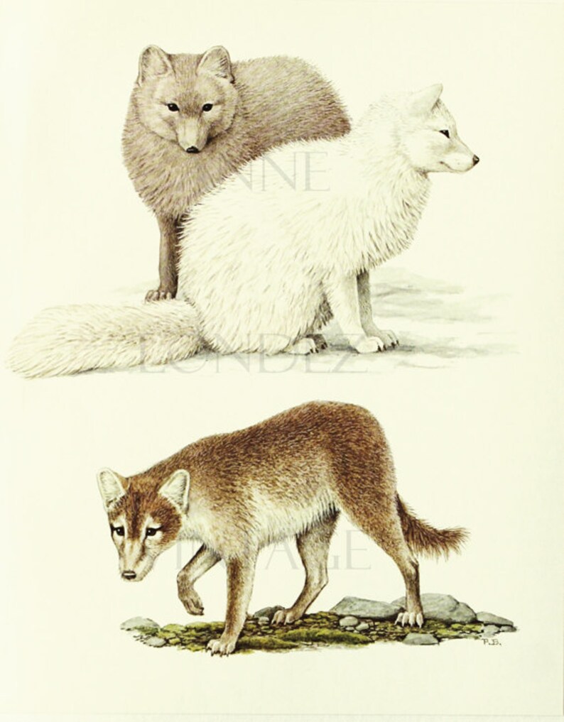 1970 Vintage Fox Poster White Fox Print Vintage Animal Poster - Etsy