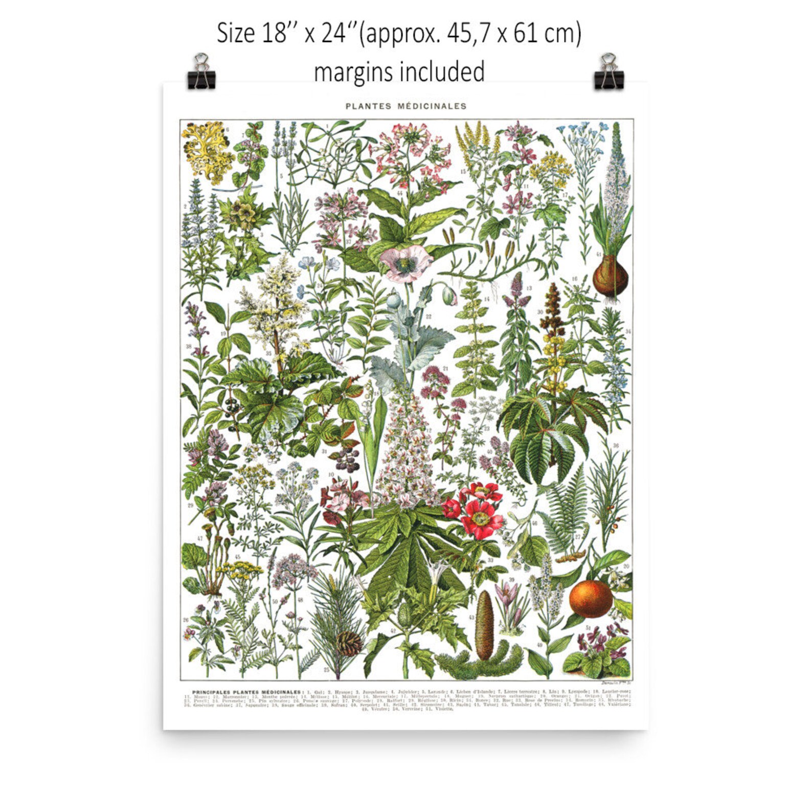IN Large Medicinal Plants Botanical Poster G to Z. Vintage - Etsy