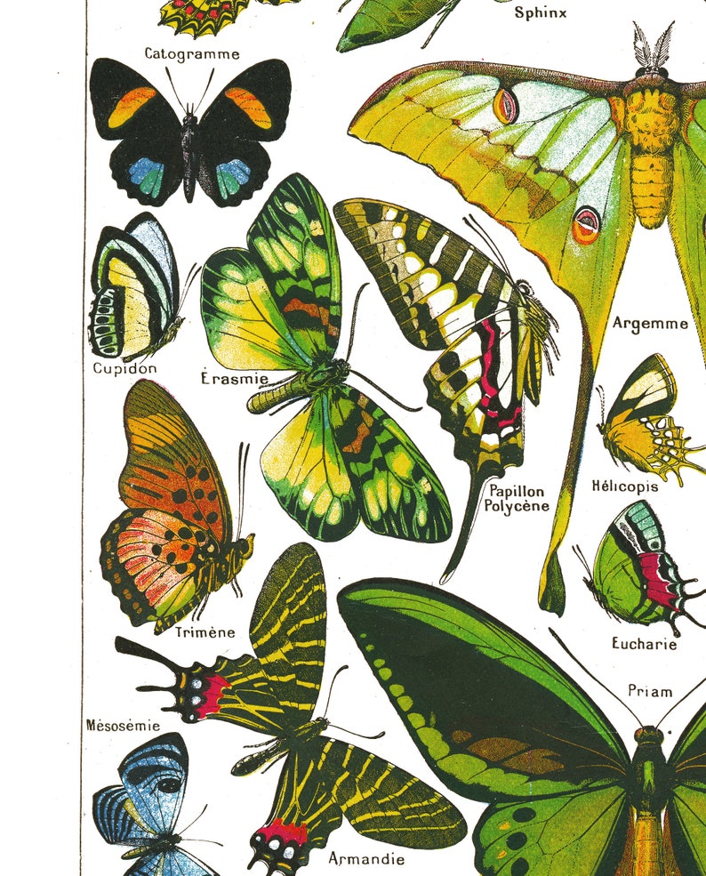 Large Butterfly Chart Poster. Butterflies & Moths Natural - Etsy