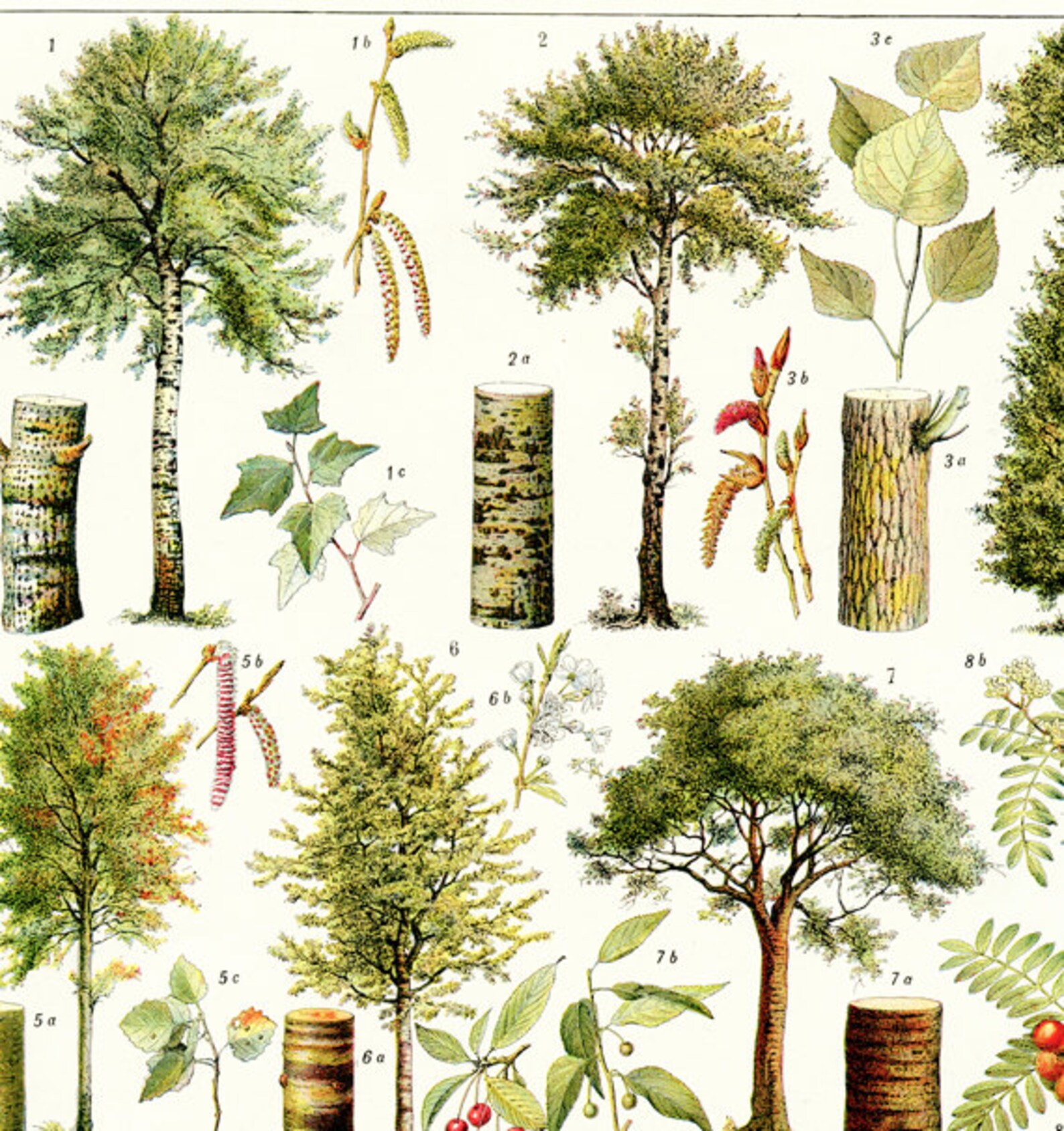 1936 Vintage Tree Poster Botanical Art Tree Decor Classroom | Etsy