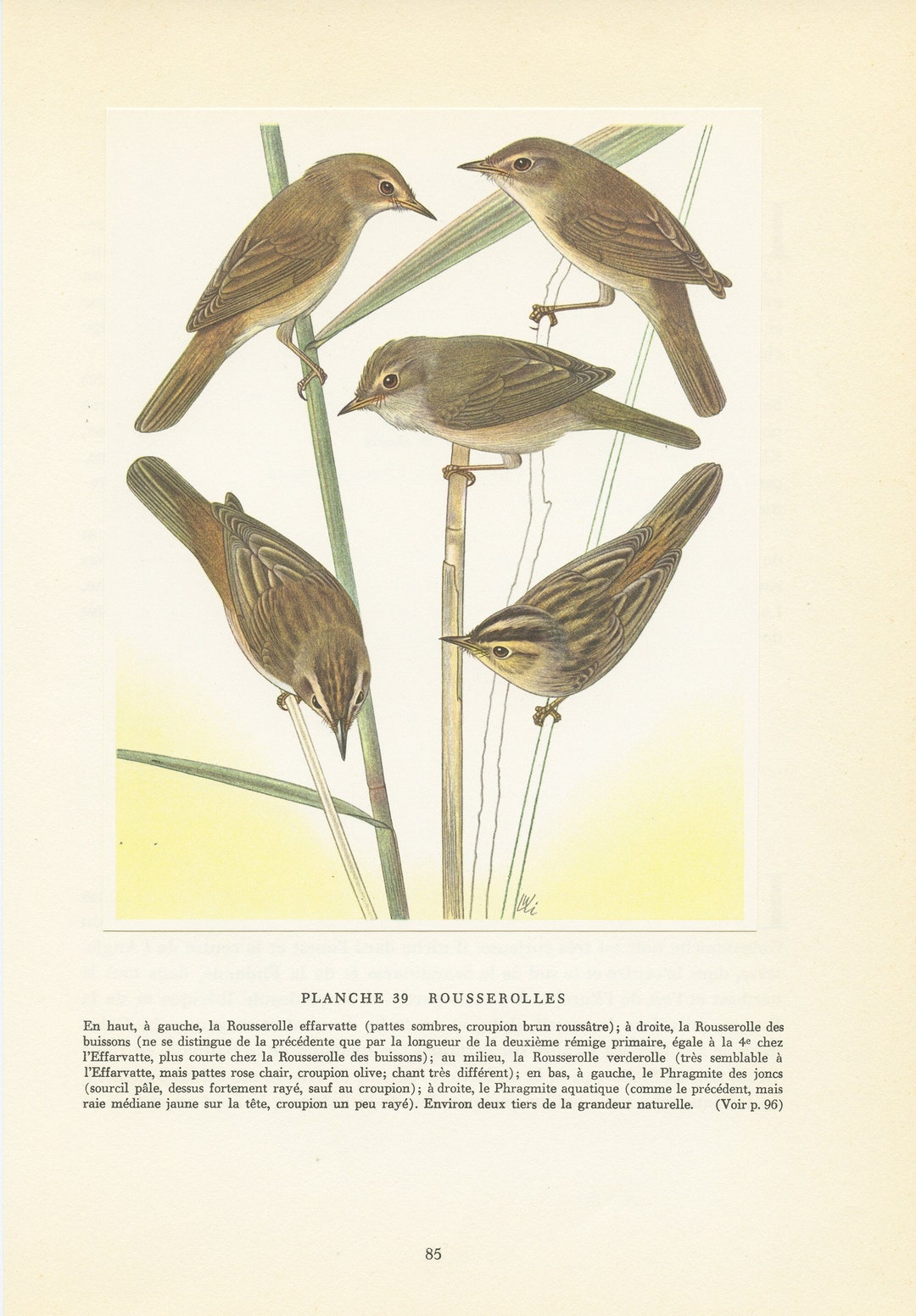 1961 Warbler Birds Print Sedge Aquatic Eurasian Blyth Reed Marsh Garden ...