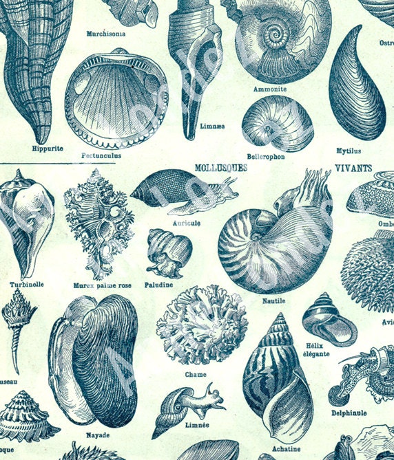 Sea Shells Print From 1922 Antique Seashells Home Decor | Etsy