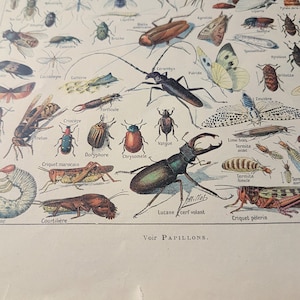 Insects Art 1922 Vintage Old Insects Print Bugs Art Biology Poster ...