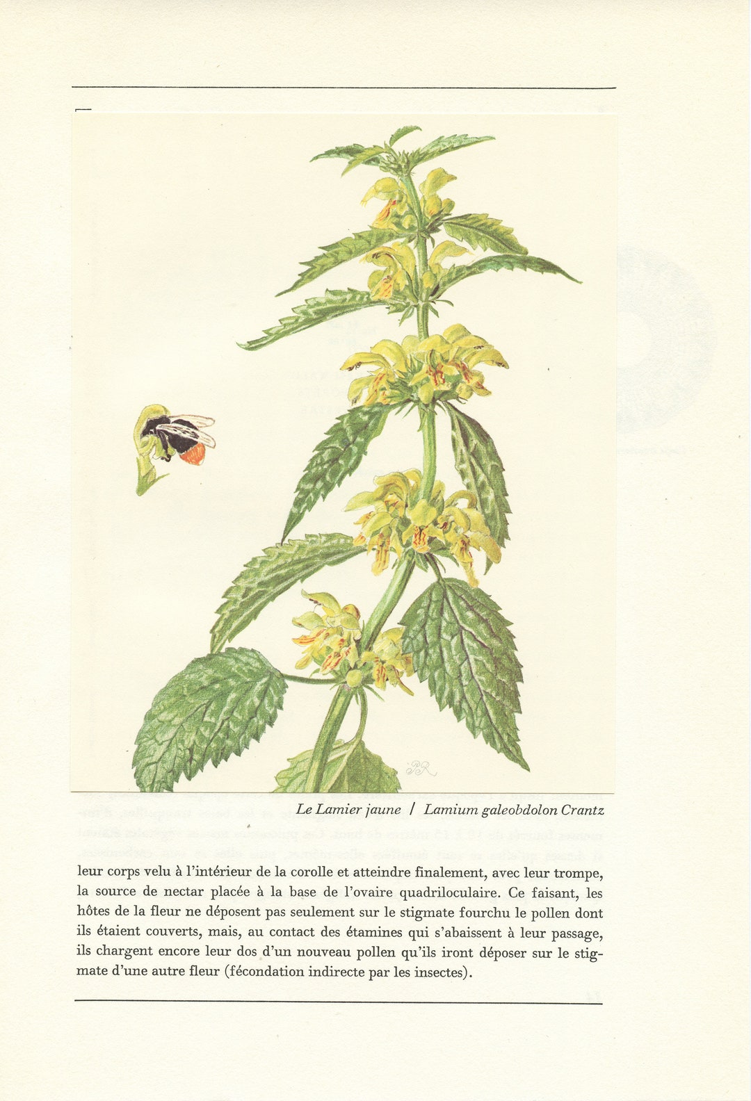 1959 Golden Dead-nettle Lamium/yellow Archangel Botanical Print for ...