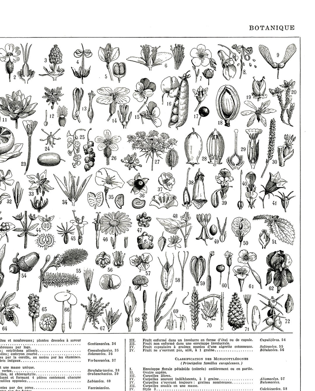 Large Botanics Plant Chart Poster. Botanical Art. Retro Natural Science ...