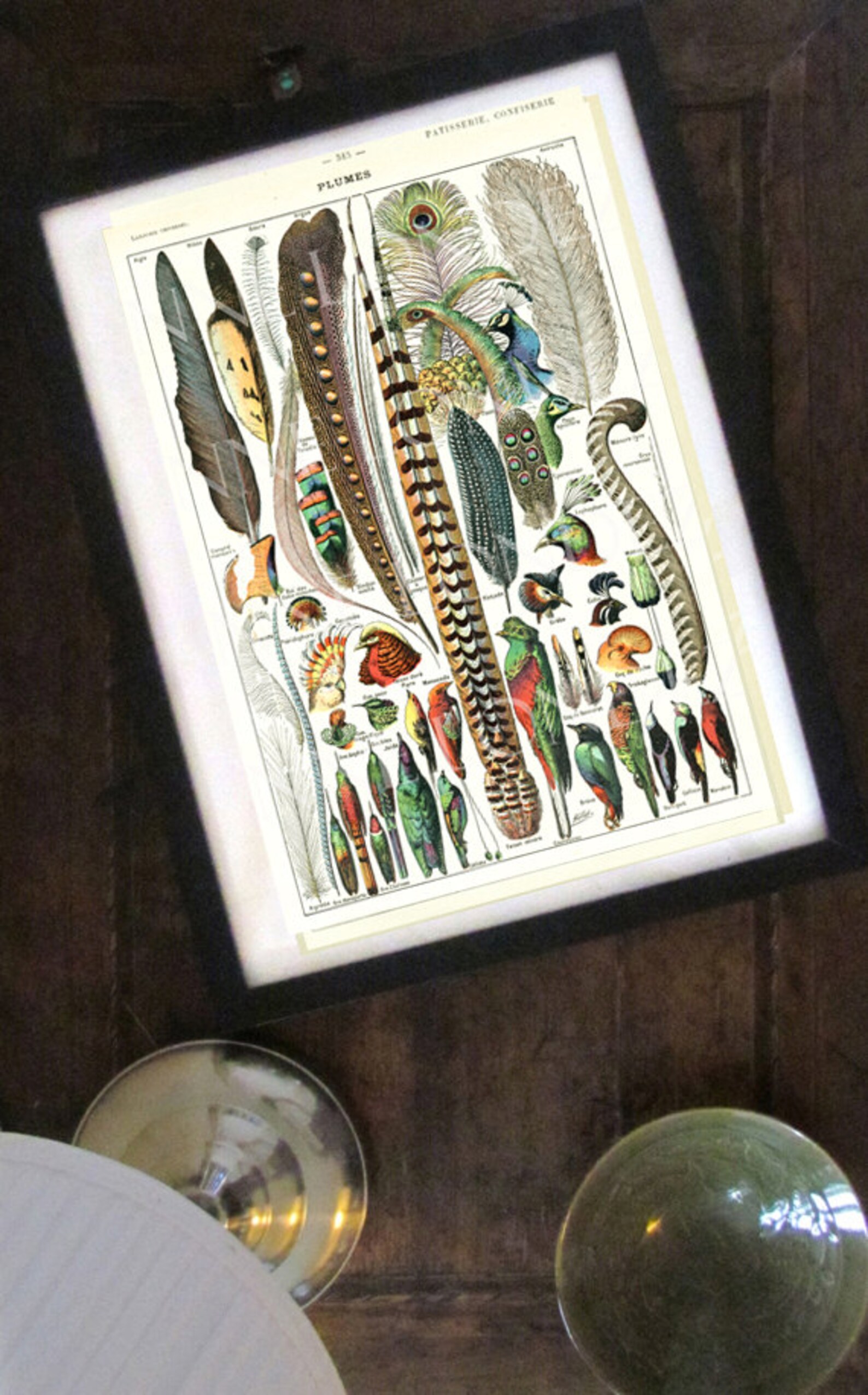 Feathers print Small feather poster 1948 Antique feathers | Etsy