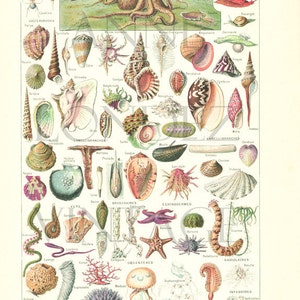 Vintage Sea Shell Poster 1908, Shell Wall Art Vintage Kitchen Decor ...