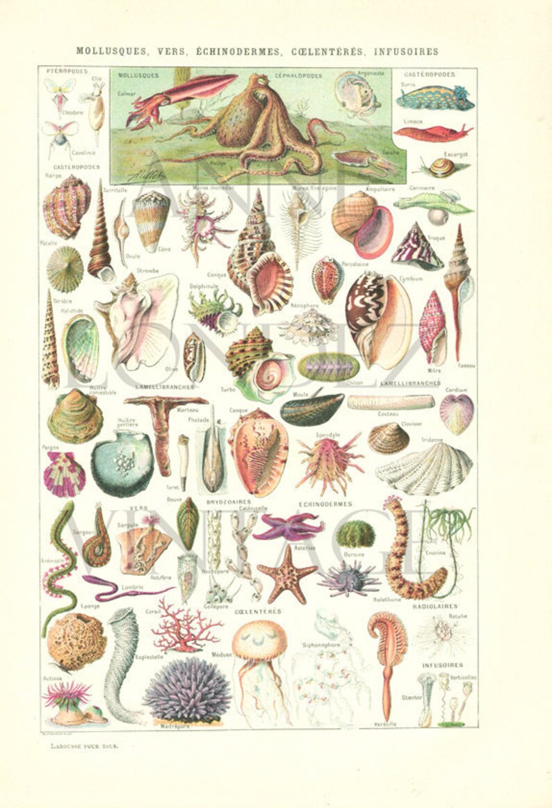 Vintage Sea Shell Poster 1908 Shell Wall Art Vintage Kitchen - Etsy