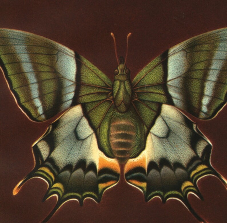 Kaiser-i-hind Butterfly Wall Art Print Vintage 1950 Antique - Etsy