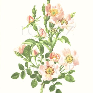 Pink Roses Botanical Art 1962 French Vintage Vintage Rose - Etsy