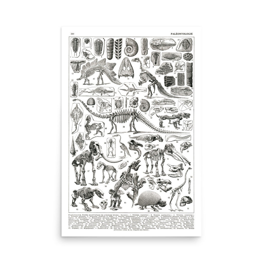 Large Paleontology Poster. Vintage Style Black and White Unframed ...