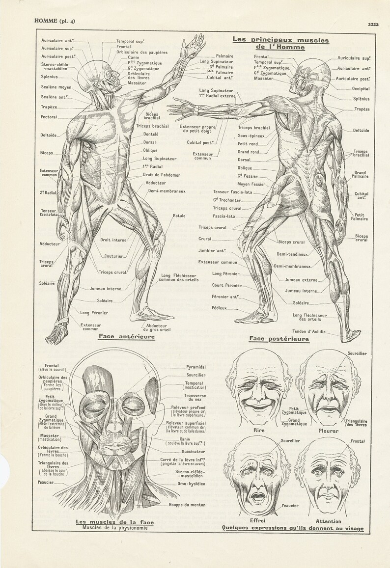 Antique Muscles Human Anatomy Print From 1938. Vintage Medical | Etsy